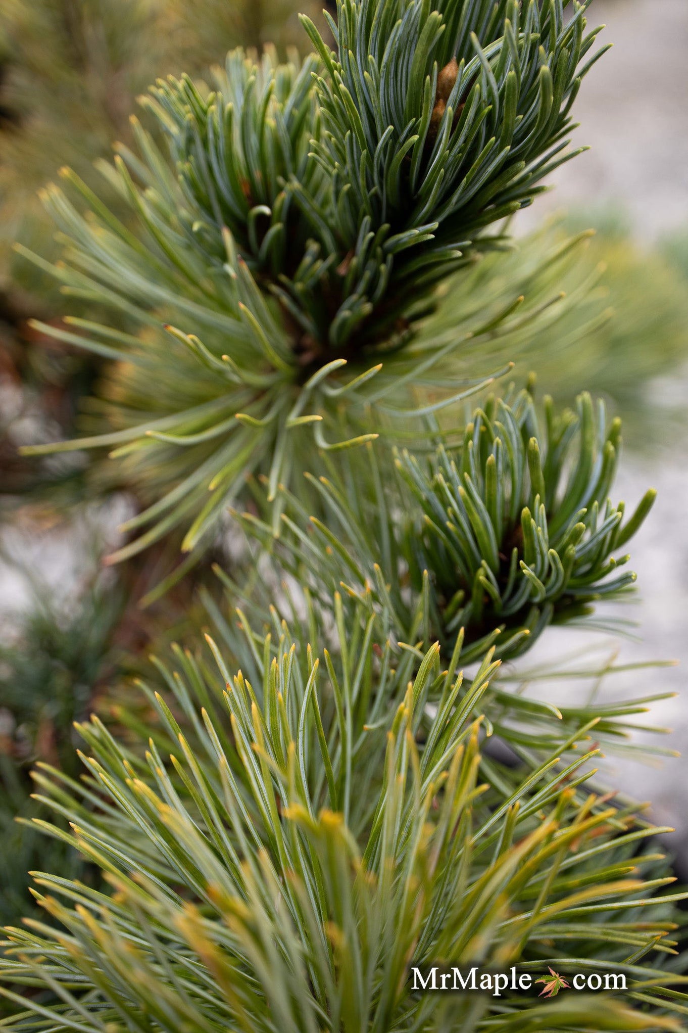 Buy Pinus Pumila 'Jeglo #15' Japanese Stone Pine — Mr Maple │ Buy ...