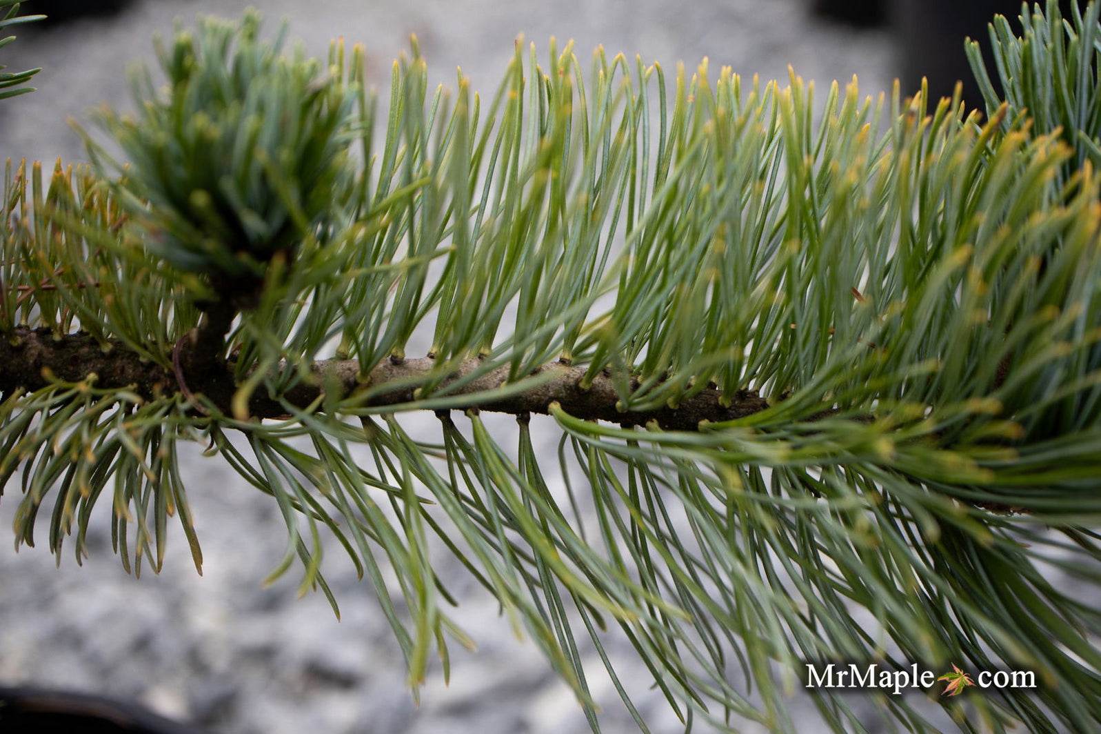 Buy Pinus Pumila 'Jeglo #15' Japanese Stone Pine — Mr Maple │ Buy ...