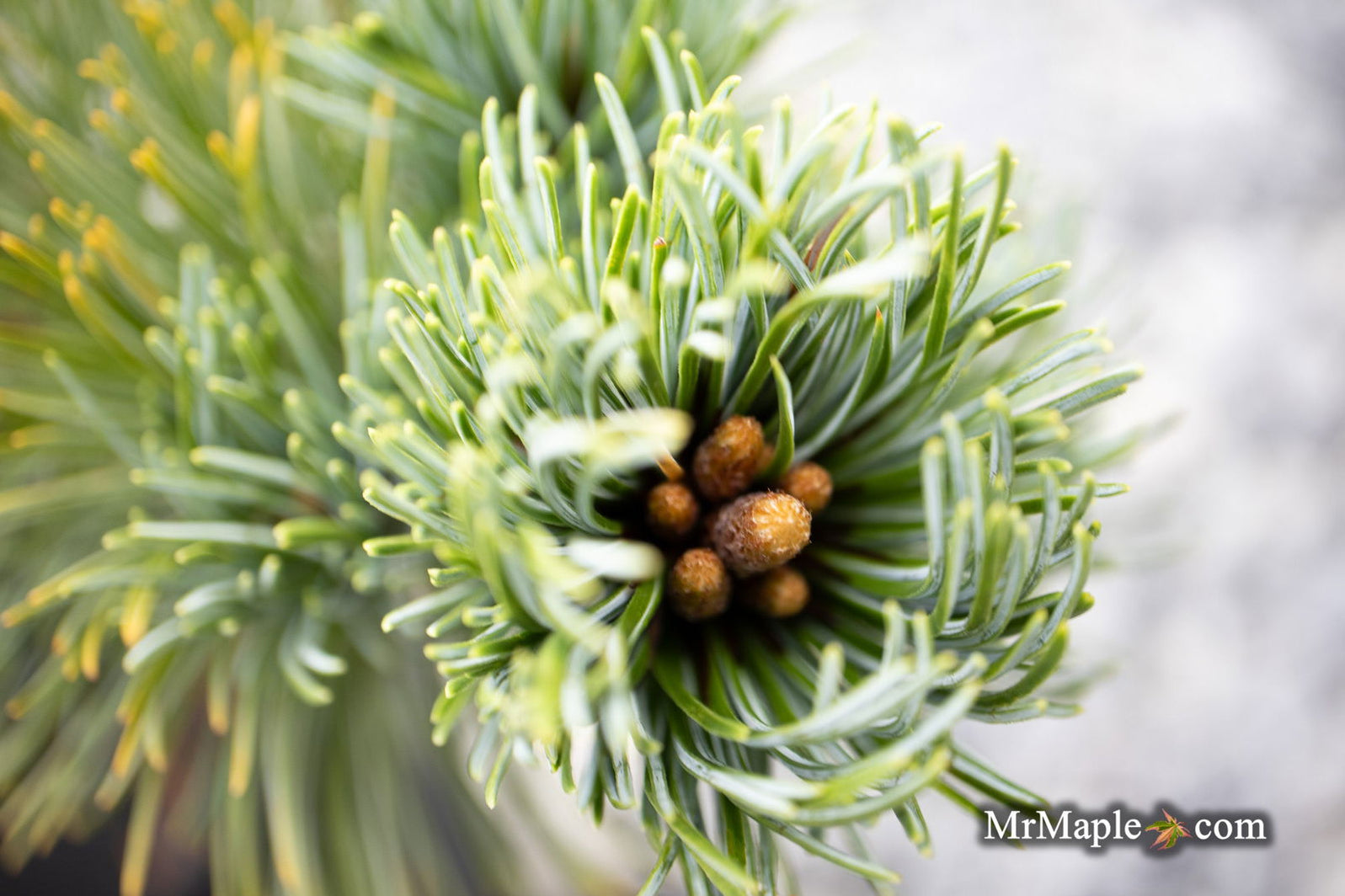 Buy Pinus Pumila 'Jeglo #15' Japanese Stone Pine — Mr Maple │ Buy ...