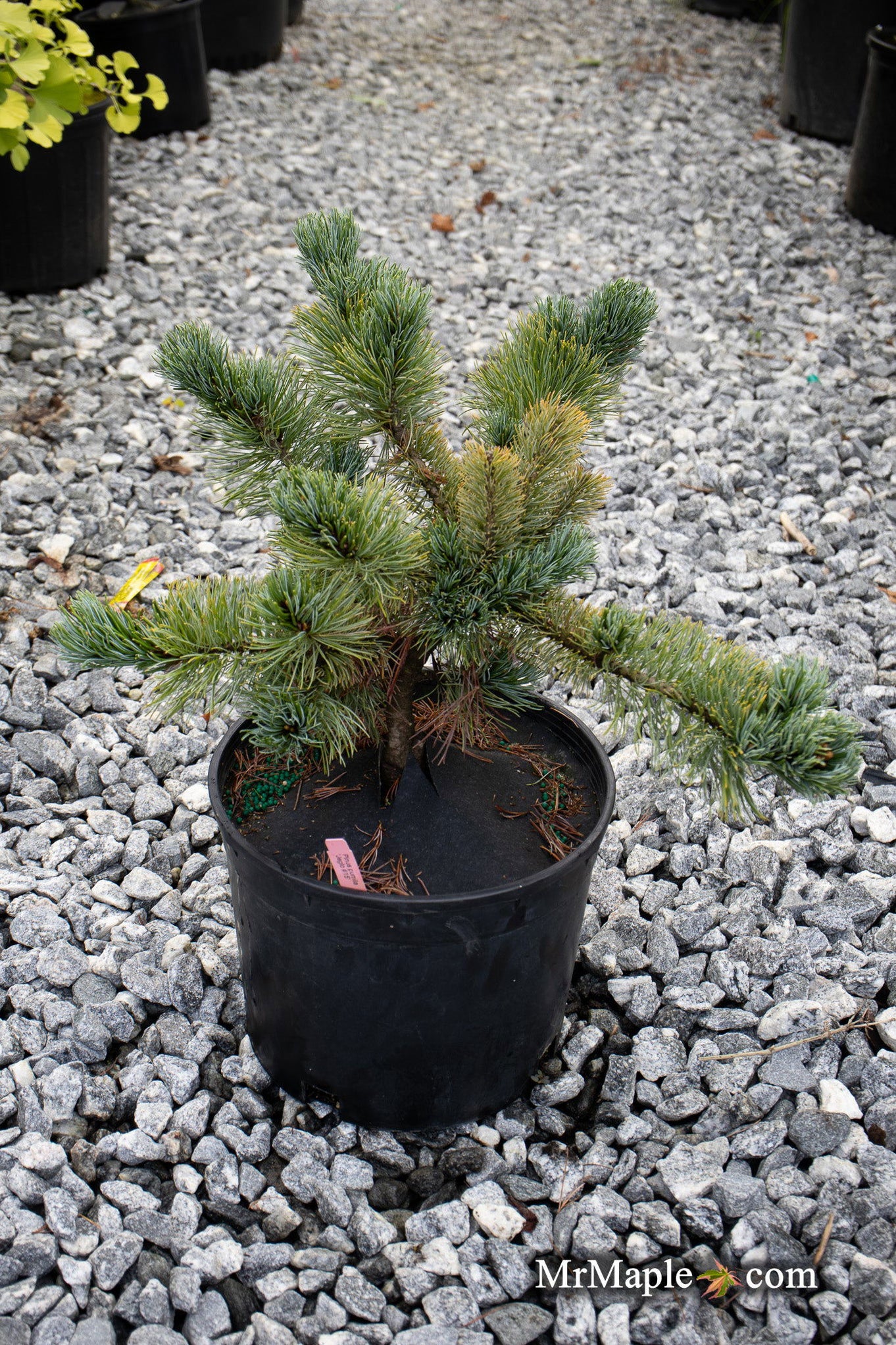 Buy Pinus Pumila 'Jeglo #15' Japanese Stone Pine — Mr Maple │ Buy ...