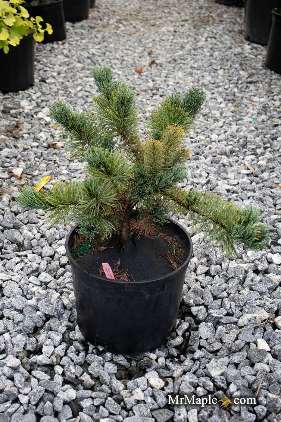 Buy Pinus Pumila 'Jeglo #15' Japanese Stone Pine — Mr Maple │ Buy ...