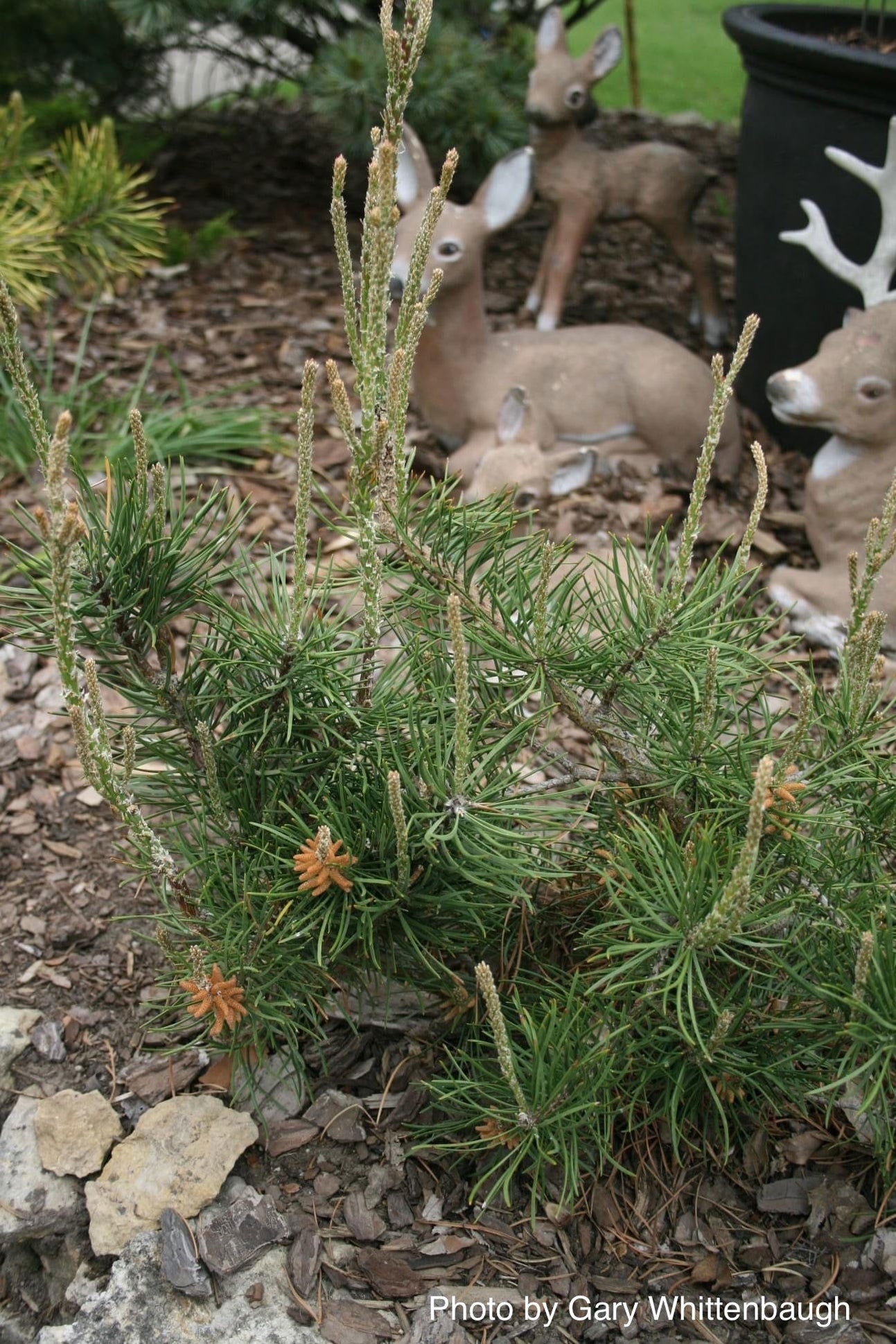 Buy Pinus banksiana 'Bush’s Twister’ Contorted Jack Pine — Mr Maple ...