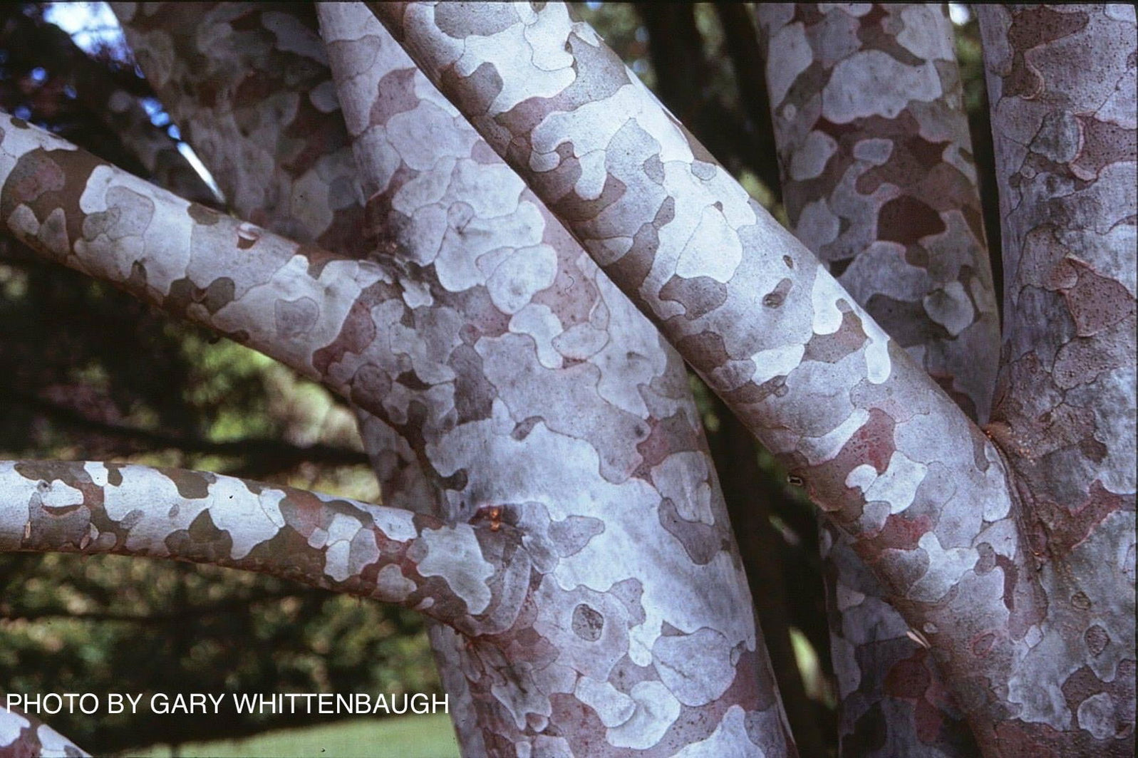 Buy Pinus bungeana 'Silver Ghost' Bark Interest Lacebark Pine Tree — Mr ...