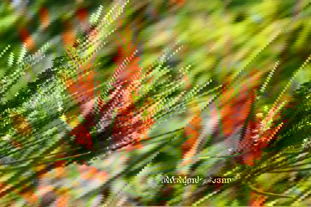 Buy Pinus bungeana 'Temple Gem' Chinese Lacebark Pine Tree — Mr Maple ...