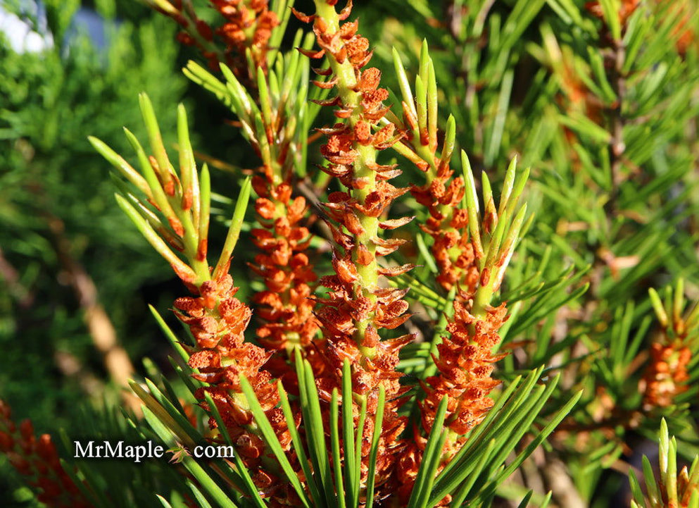 Buy Pinus bungeana 'Temple Gem' Chinese Lacebark Pine Tree — Mr Maple ...