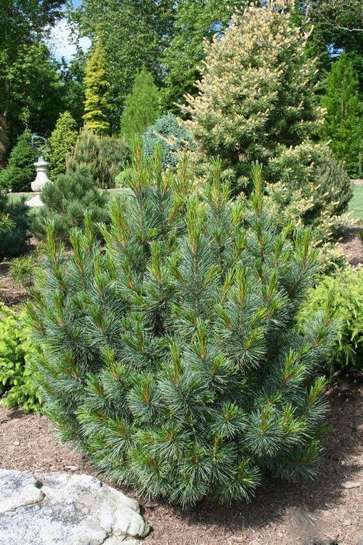 Buy Pinus cembra 'Blue Mound' Dwarf Swiss Stone Pine — Mr Maple │ Buy ...