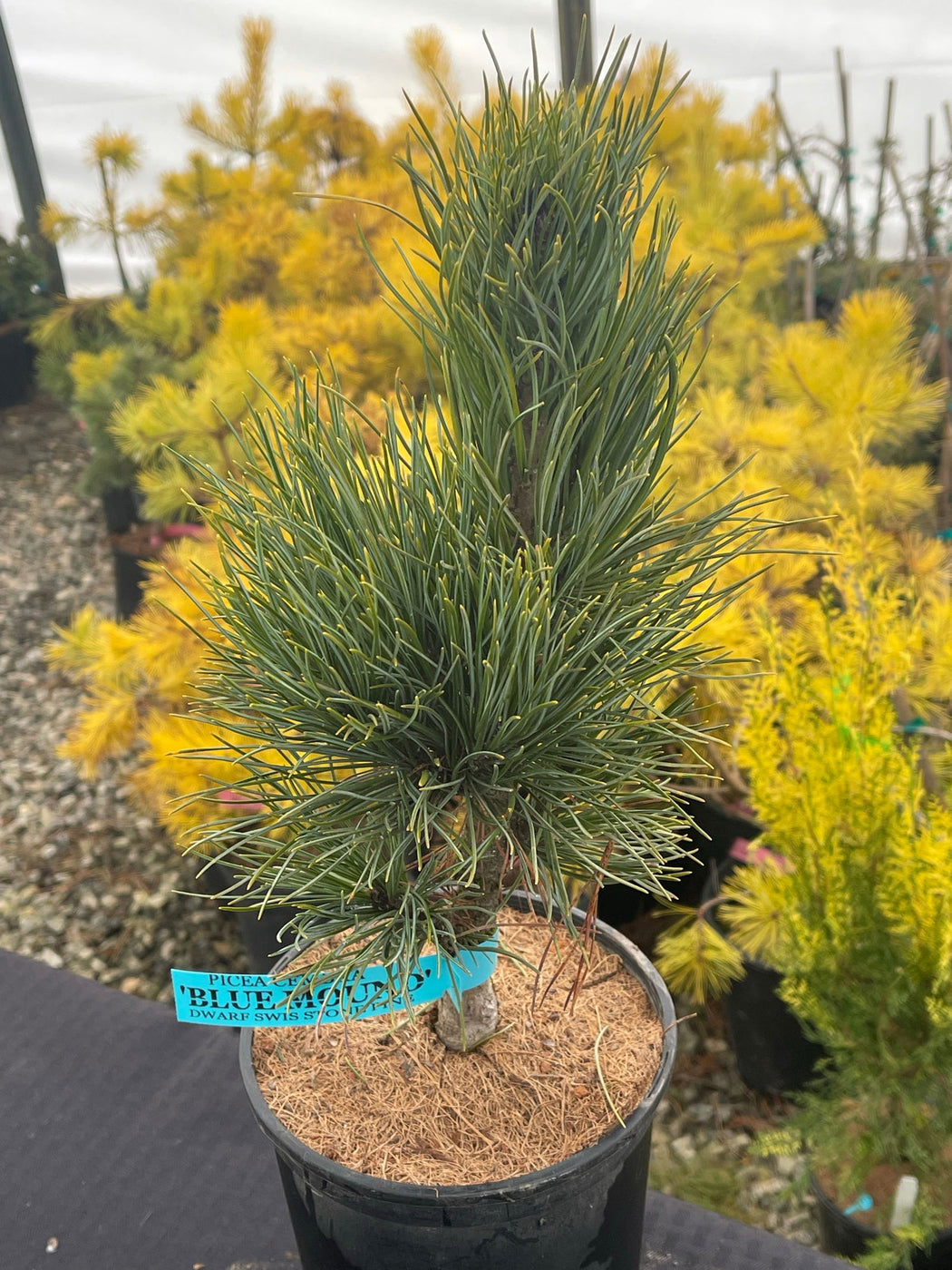 Buy Pinus cembra 'Blue Mound' Dwarf Swiss Stone Pine — Mr Maple │ Buy ...