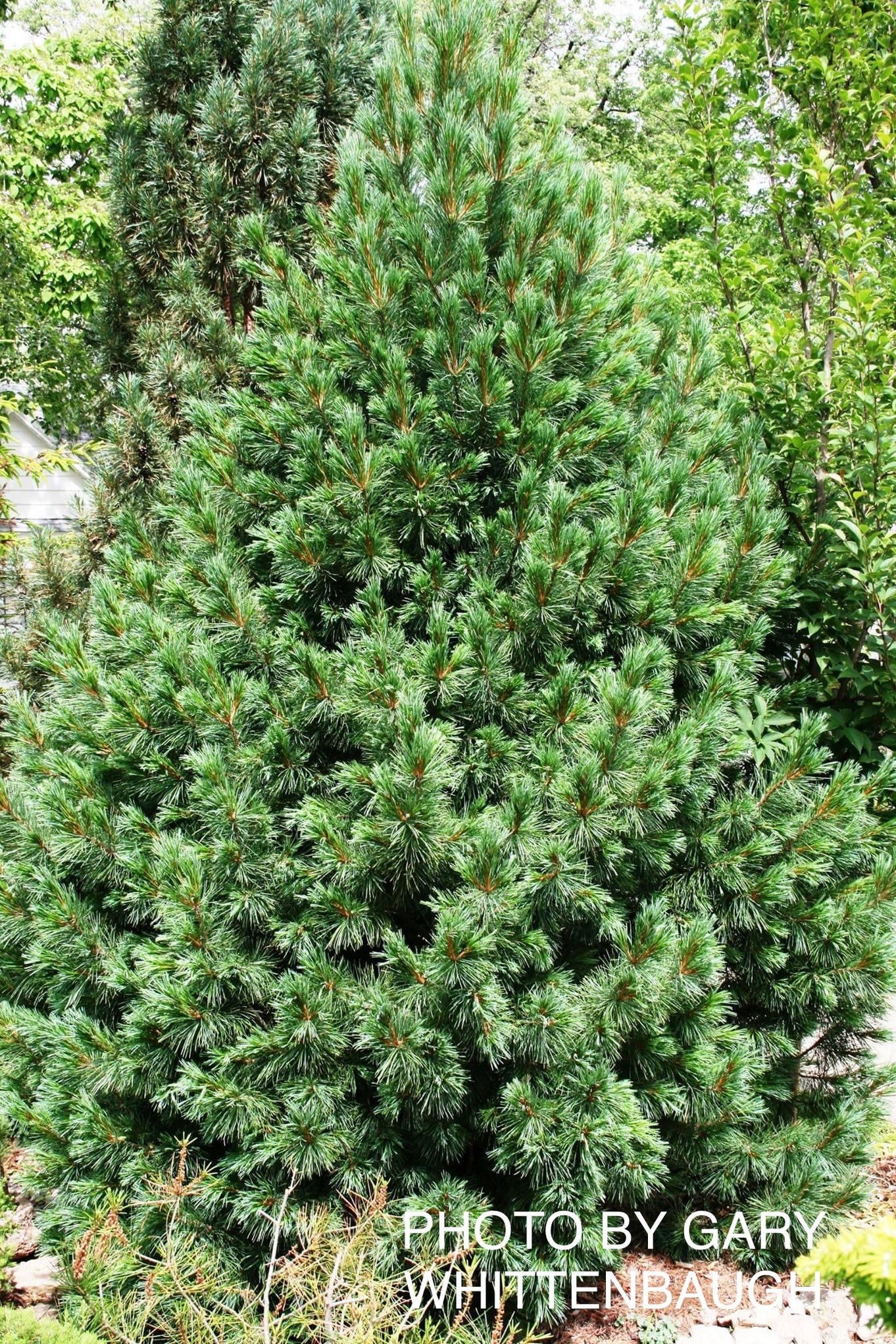 Buy Pinus cembra 'Blue Mound' Dwarf Swiss Stone Pine — Mr Maple │ Buy ...