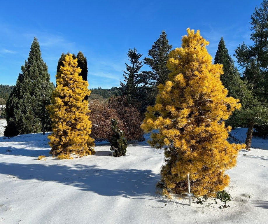 Buy Pinus contorta 'Chief Joseph' Rare Dwarf Pine Tree — Mr Maple │ Buy ...