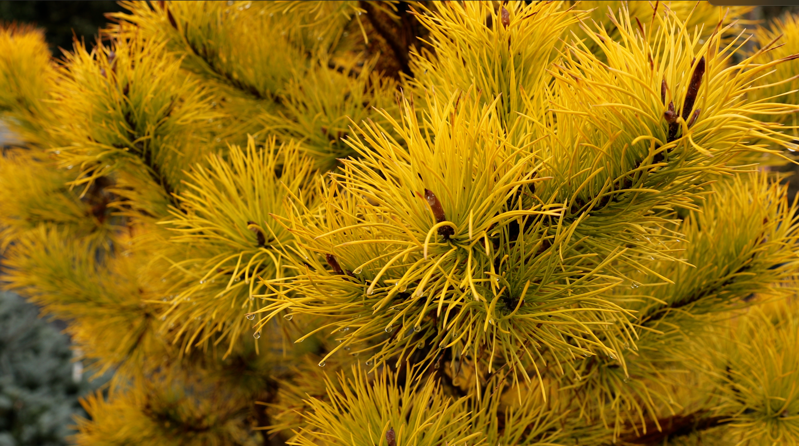 Buy Pinus contorta 'Chief Joseph' Rare Dwarf Pine Tree — Mr Maple │ Buy ...