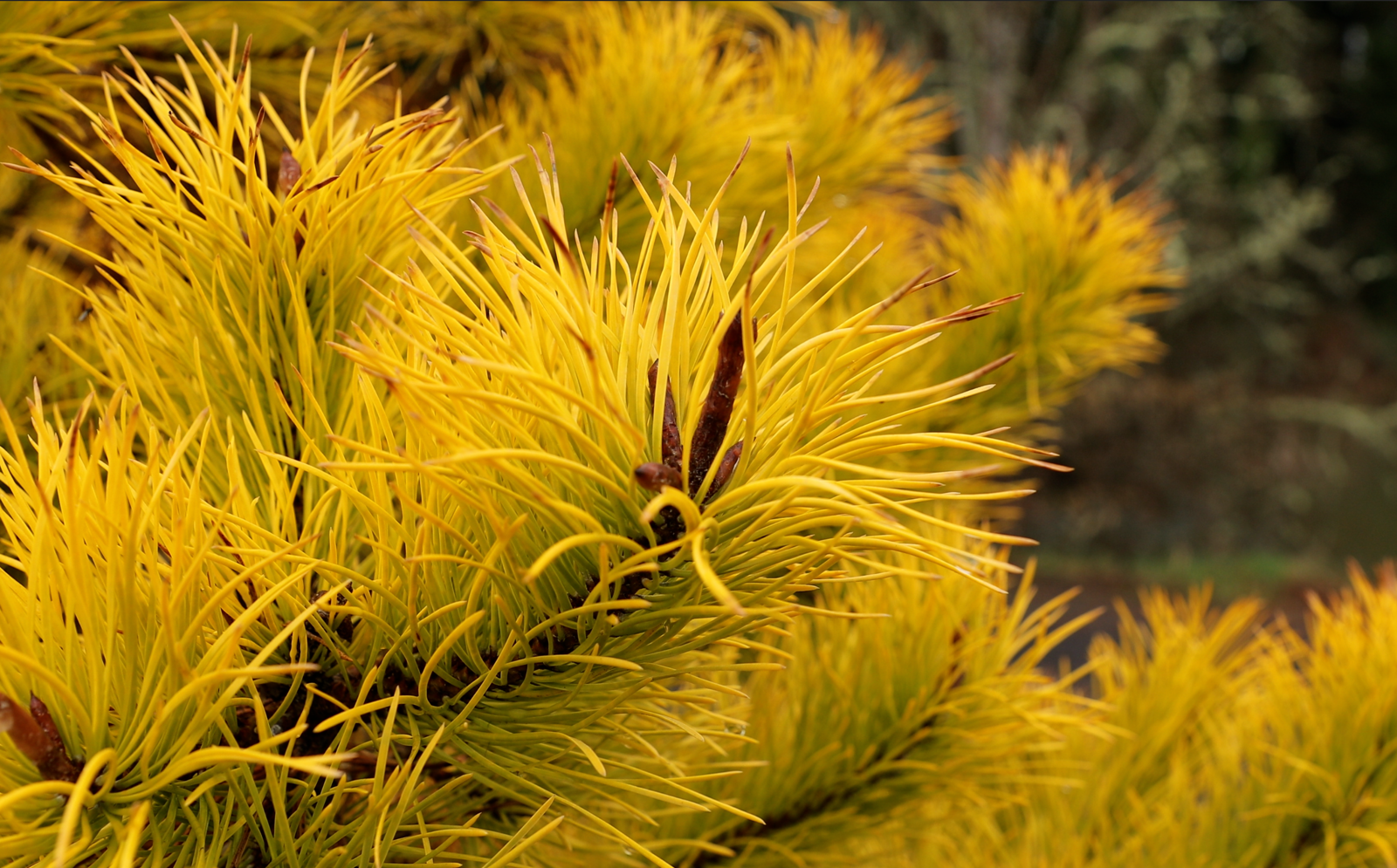 Buy Pinus contorta 'Chief Joseph' Rare Dwarf Pine Tree — Mr Maple │ Buy ...