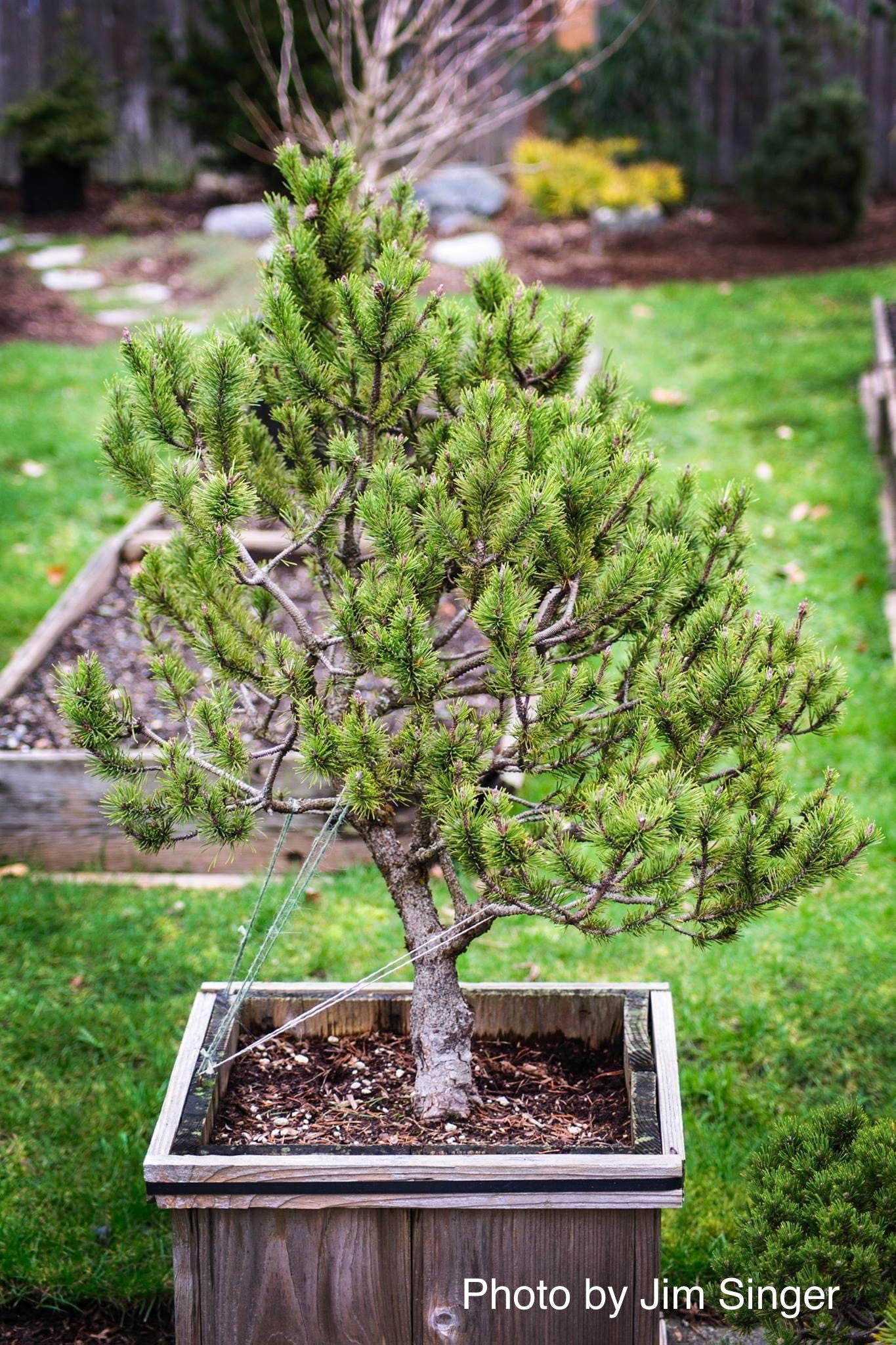 Buy Pinus contorta 'Spaan's Dwarf' Dwarf Shore Pine Tree — Mr Maple ...