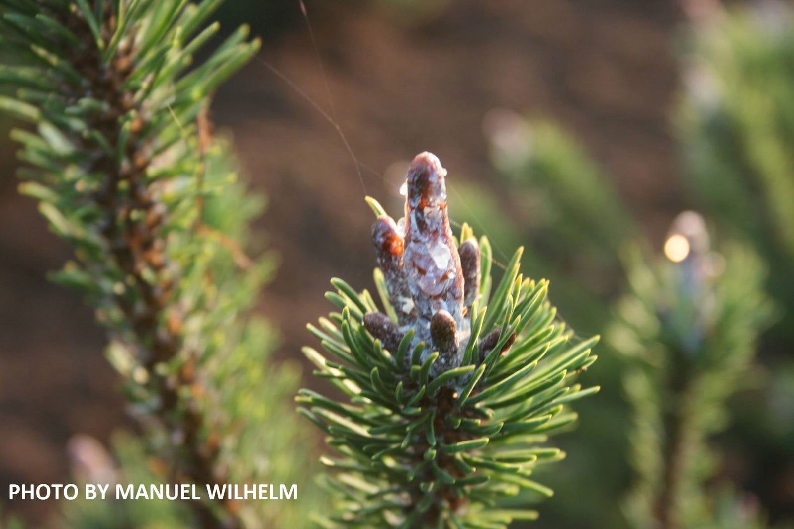 Buy Pinus contorta 'Spaan's Dwarf' Dwarf Shore Pine Tree — Mr Maple ...