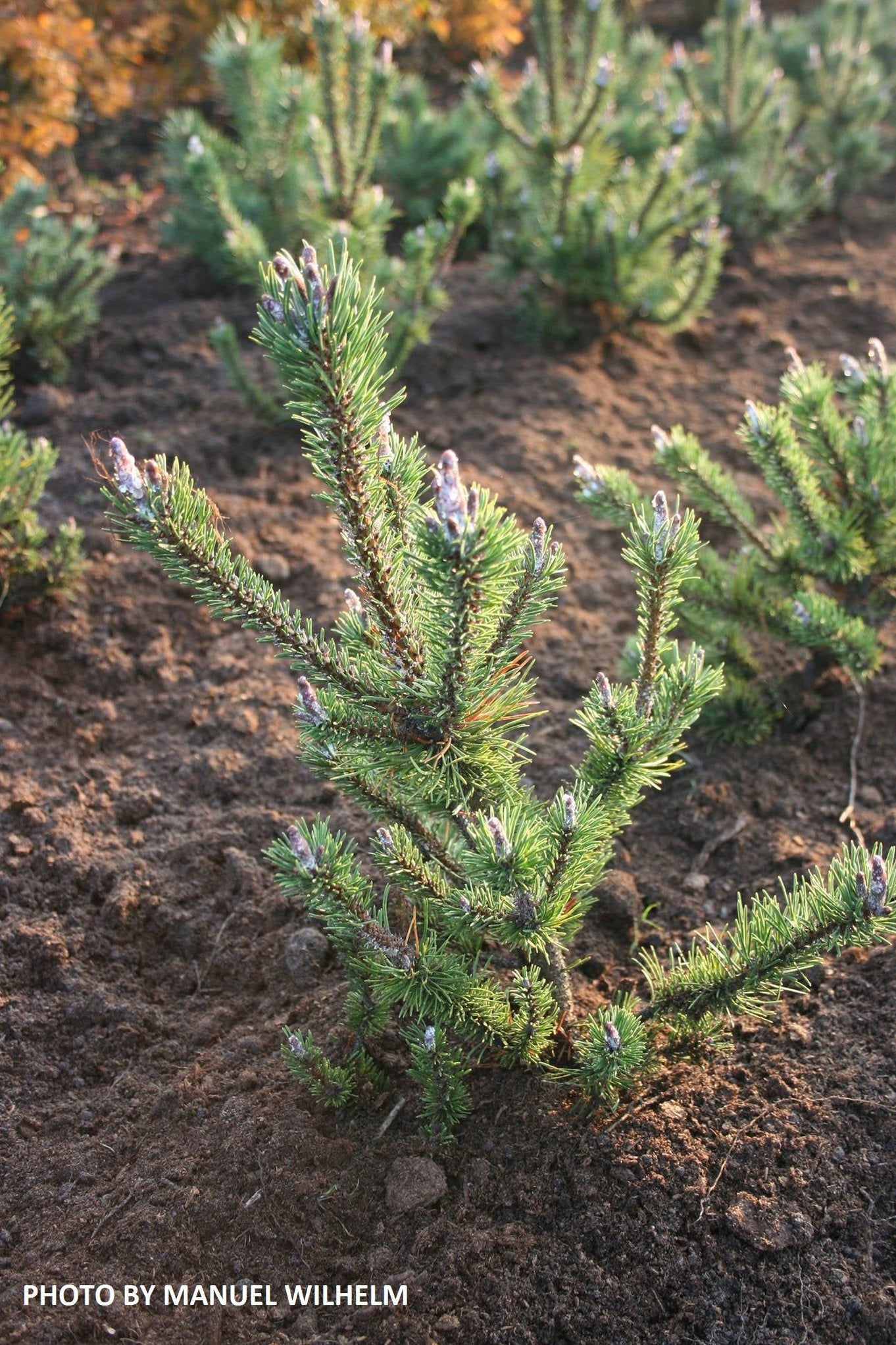 Buy Pinus contorta 'Spaan's Dwarf' Dwarf Shore Pine Tree — Mr Maple ...