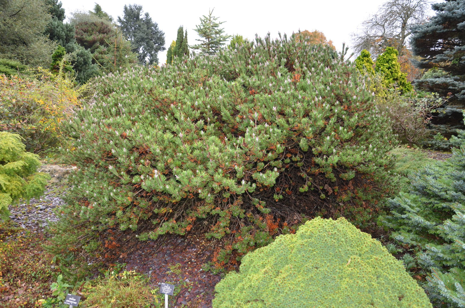 Buy Pinus contorta 'Spaan's Dwarf' Dwarf Shore Pine Tree — Mr Maple ...