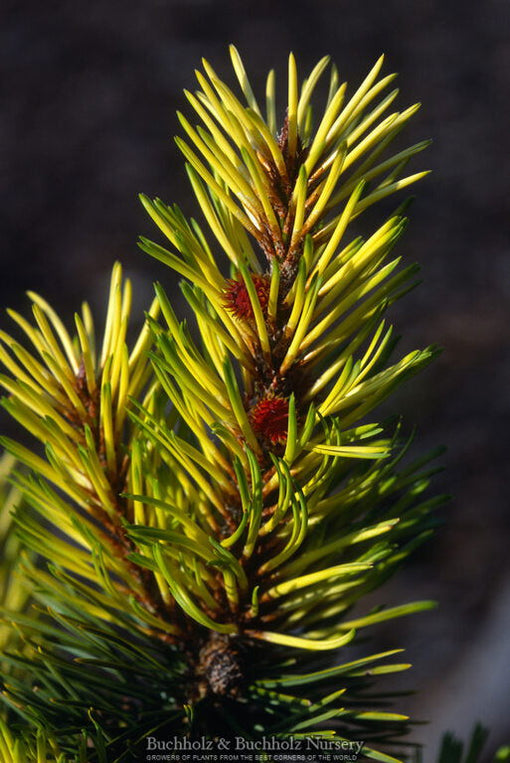 Buy Pinus contorta 'Taylor's Sunburst' Rare Dwarf Pine Tree — Mr Maple ...