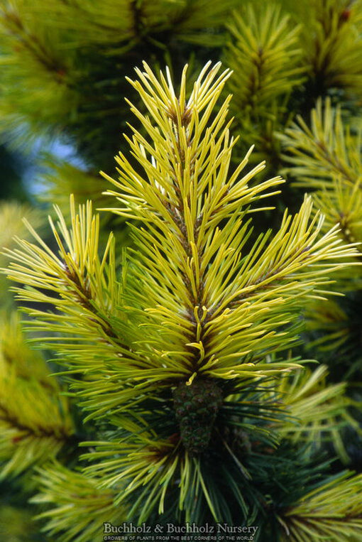 Buy Pinus contorta 'Taylor's Sunburst' Rare Dwarf Pine Tree — Mr Maple ...