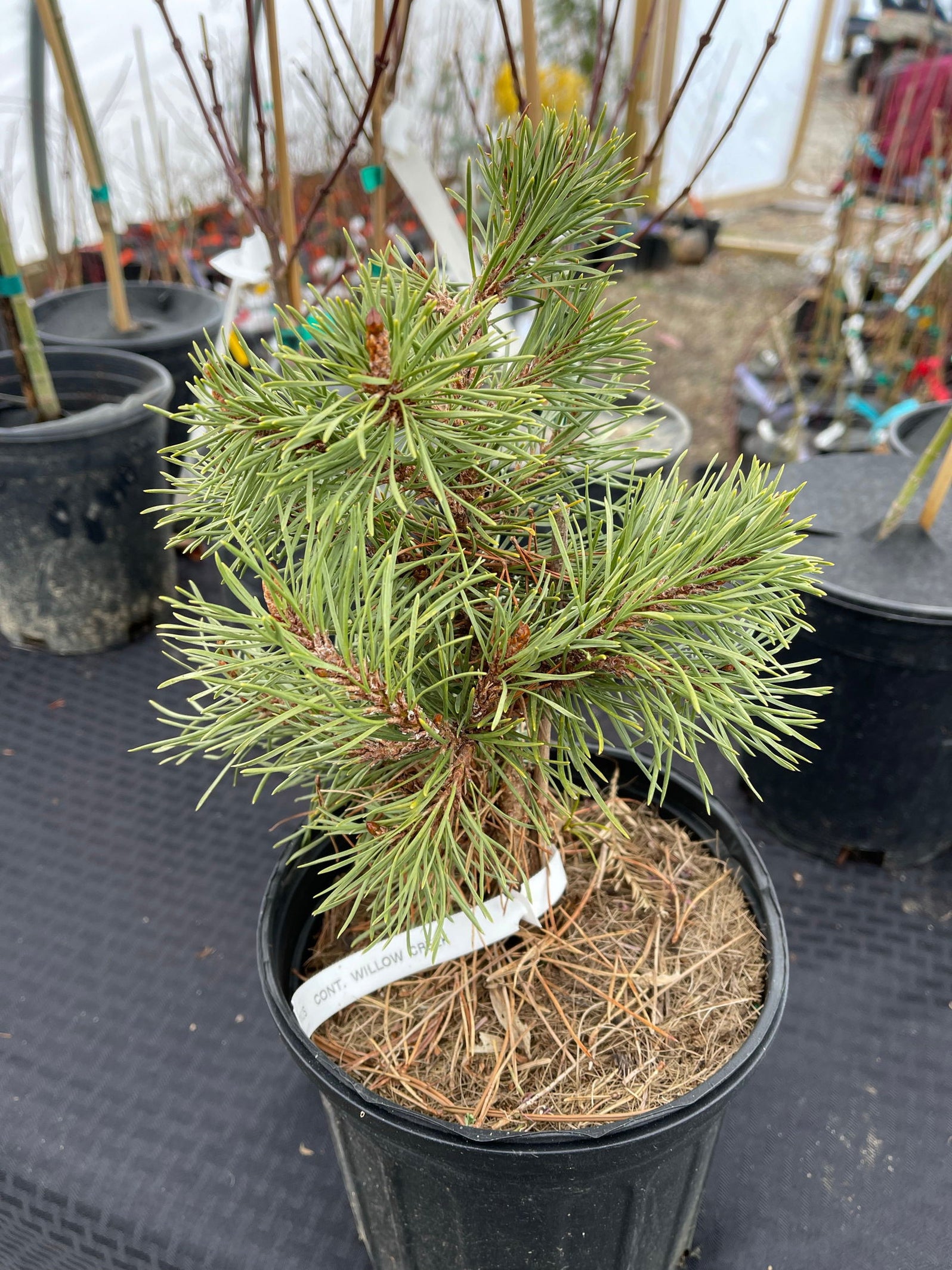 Buy Pinus contorta 'Willow Creek' Dwarf Shore Pine Tree — Mr Maple ...