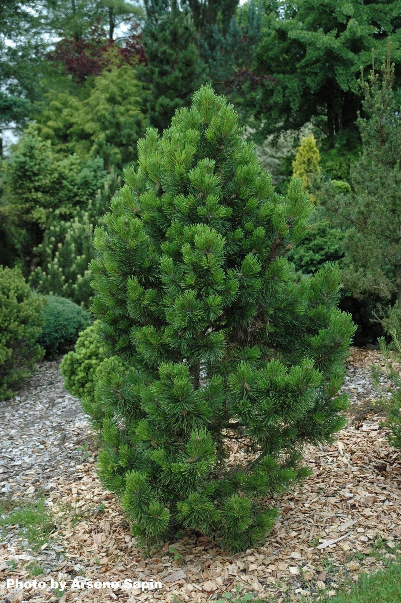 Buy Pinus contorta 'Willow Creek' Dwarf Shore Pine Tree — Mr Maple ...