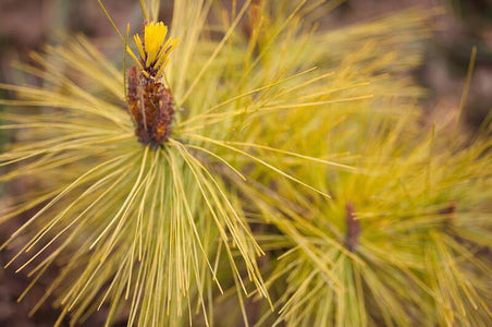 Buy Pinus densiflora 'Aurea' Golden Japanese Red Pine Tree — Mr Maple ...