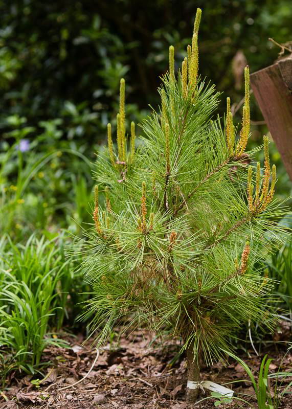 Buy Pinus densiflora 'Aurea' Golden Japanese Red Pine Tree — Mr Maple ...
