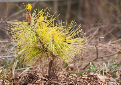 Buy Pinus densiflora 'Aurea' Golden Japanese Red Pine Tree — Mr Maple ...