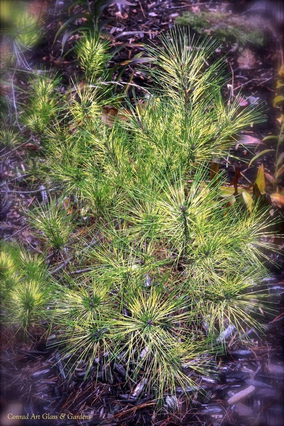 Pinus densiflora 'Cesarini Variegated' Variegated Japanese Red Pine Tr ...