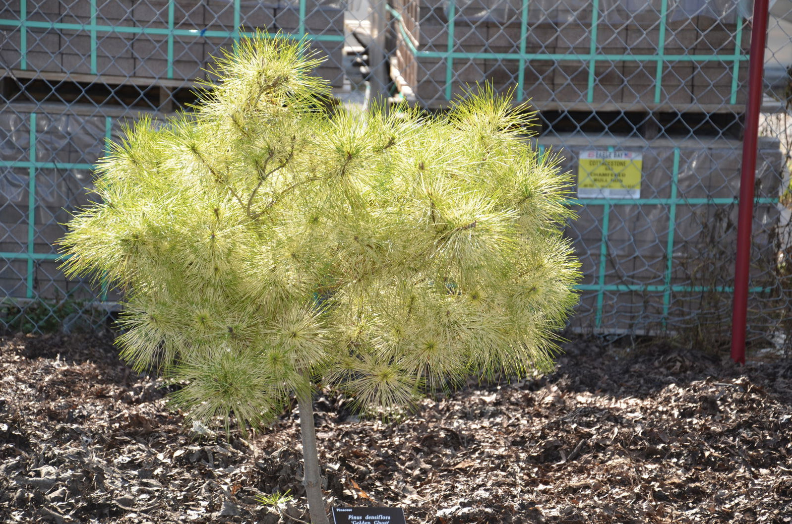 Pinus densiflora 'Golden Ghost' Variegated Japanese Red Pine Tree — Mr ...