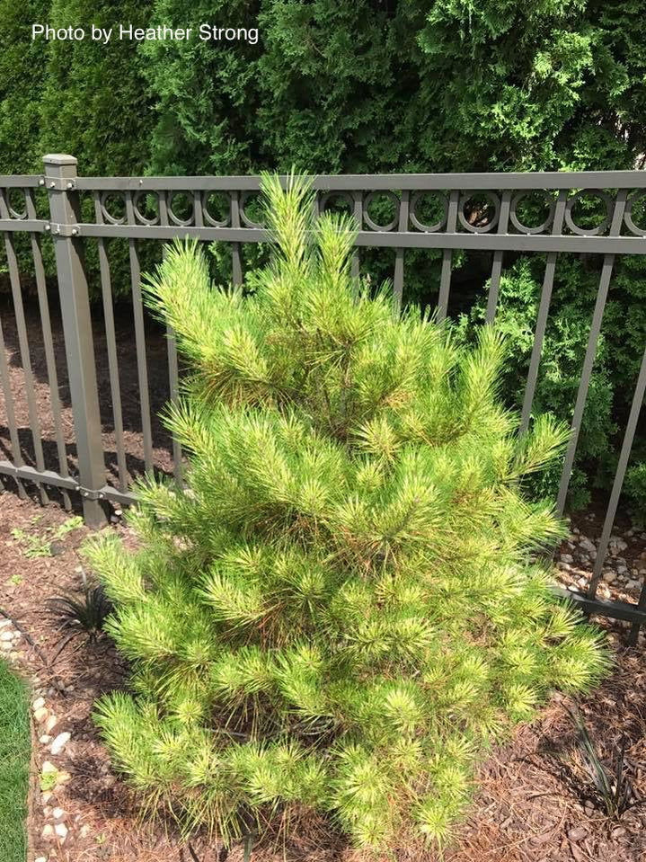 Pinus densiflora 'Golden Ghost' Variegated Japanese Red Pine Tree — Mr ...
