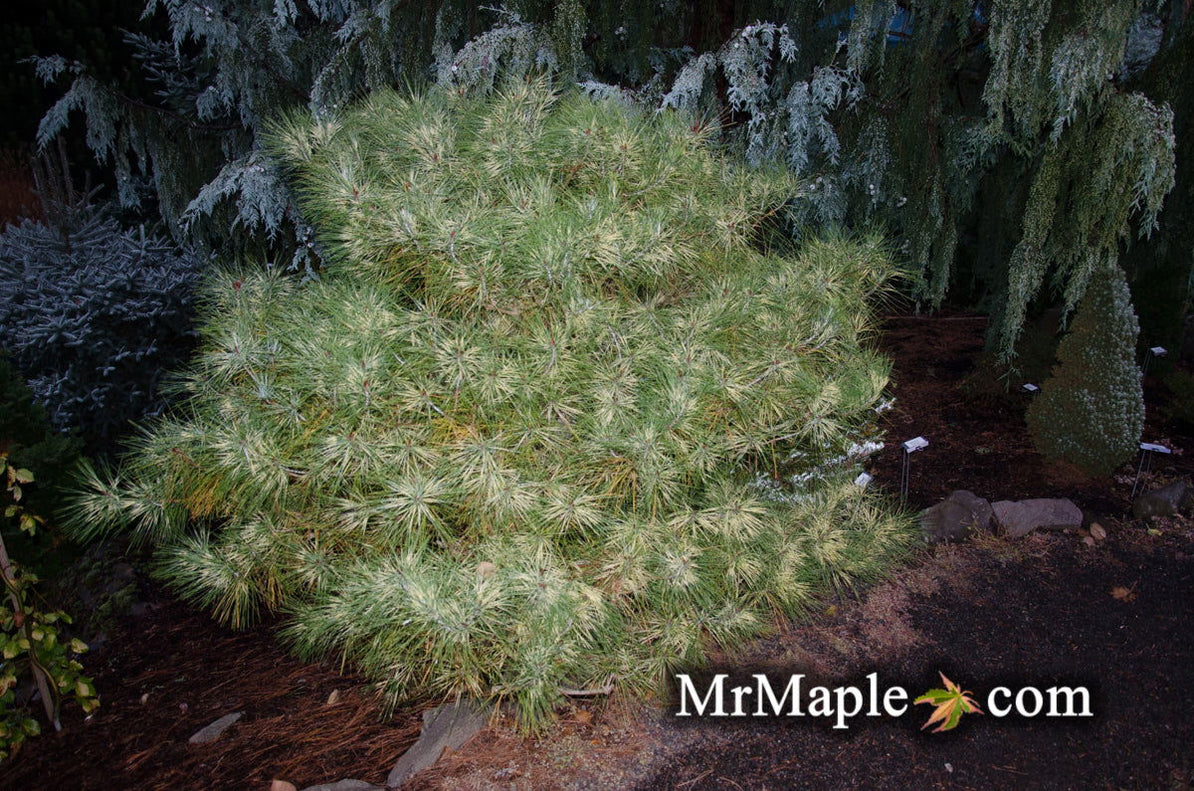 Pinus densiflora 'Golden Ghost' Variegated Japanese Red Pine Tree — Mr ...