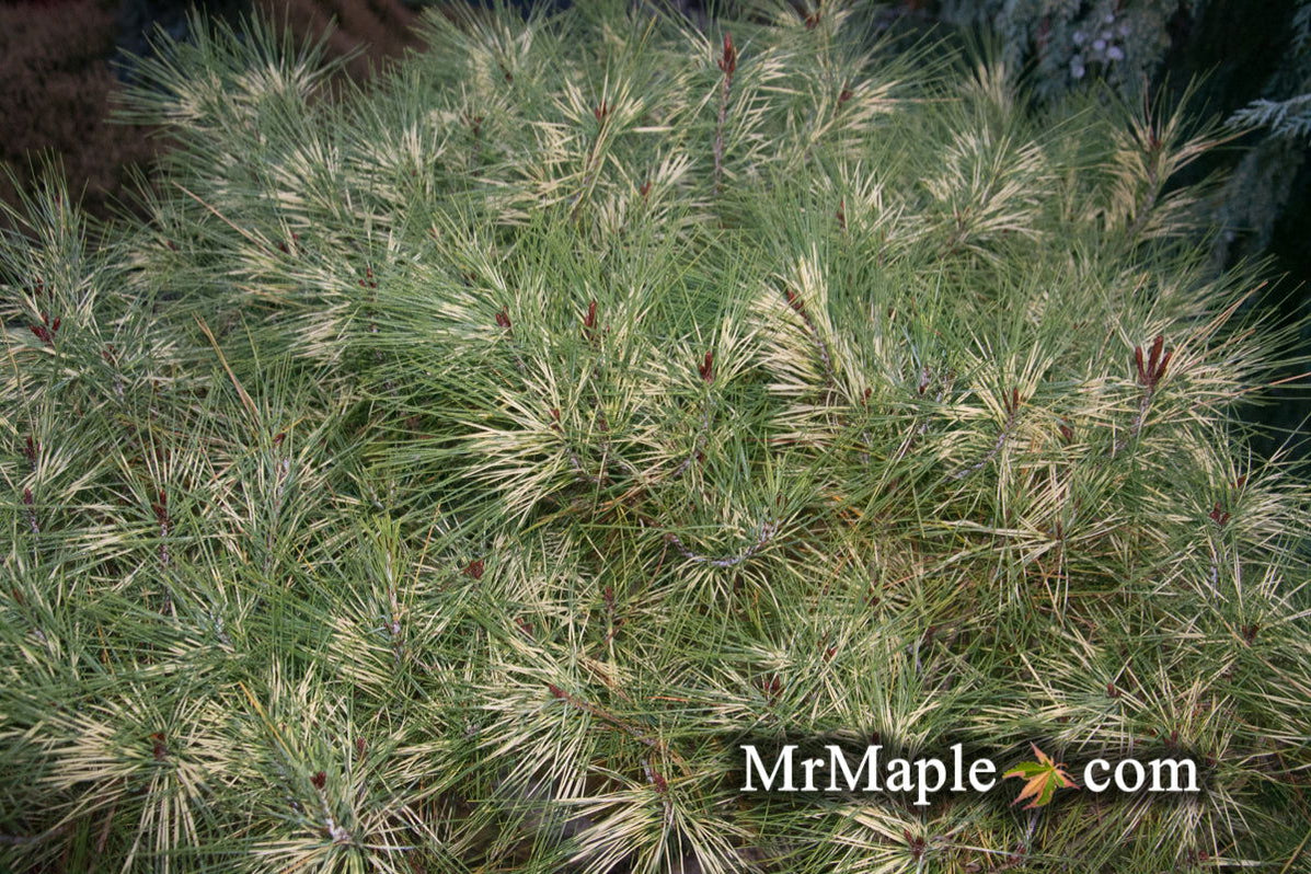 Pinus densiflora 'Golden Ghost' Variegated Japanese Red Pine Tree — Mr ...