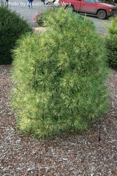 Pinus densiflora 'Golden Ghost' Variegated Japanese Red Pine Tree — Mr ...