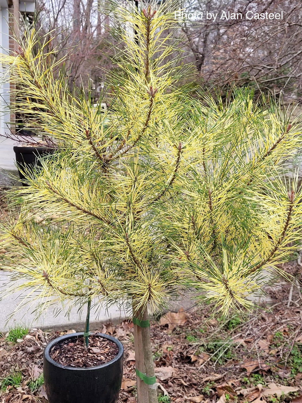 Pinus densiflora 'Golden Ghost' Variegated Japanese Red Pine Tree — Mr ...