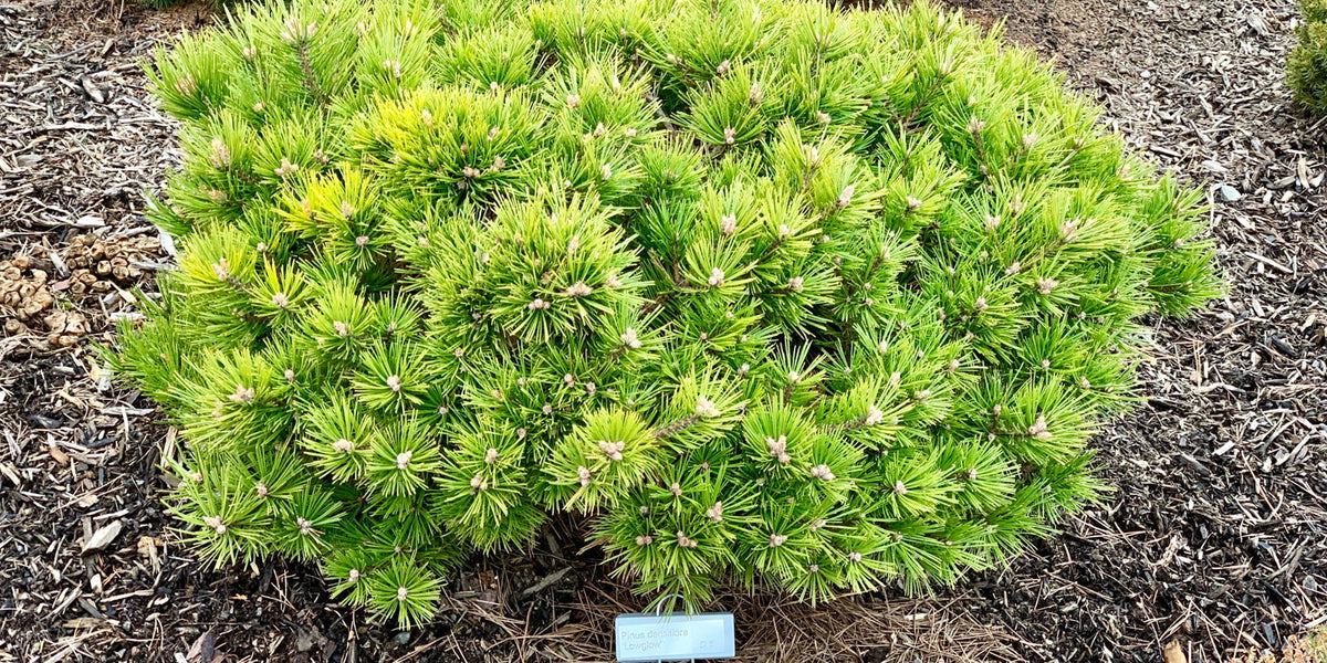 Buy Pinus densiflora 'Low Glow' Dwarf Japanese Red Pine Tree — Mr Maple ...