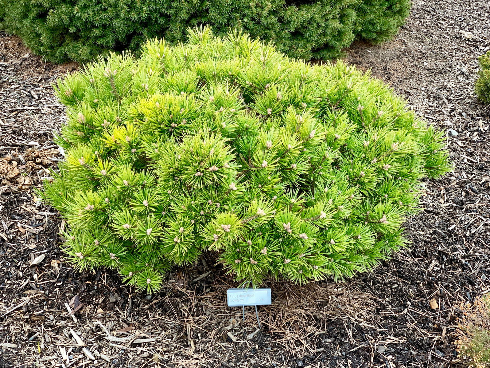 Buy Pinus densiflora 'Low Glow' Dwarf Japanese Red Pine Tree — Mr Maple ...