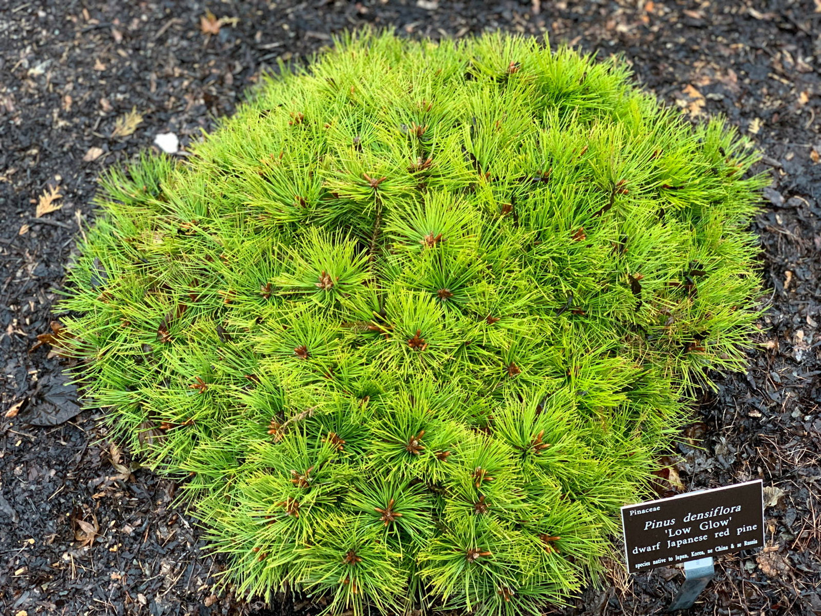 Buy Pinus densiflora 'Low Glow' Dwarf Japanese Red Pine Tree — Mr Maple ...