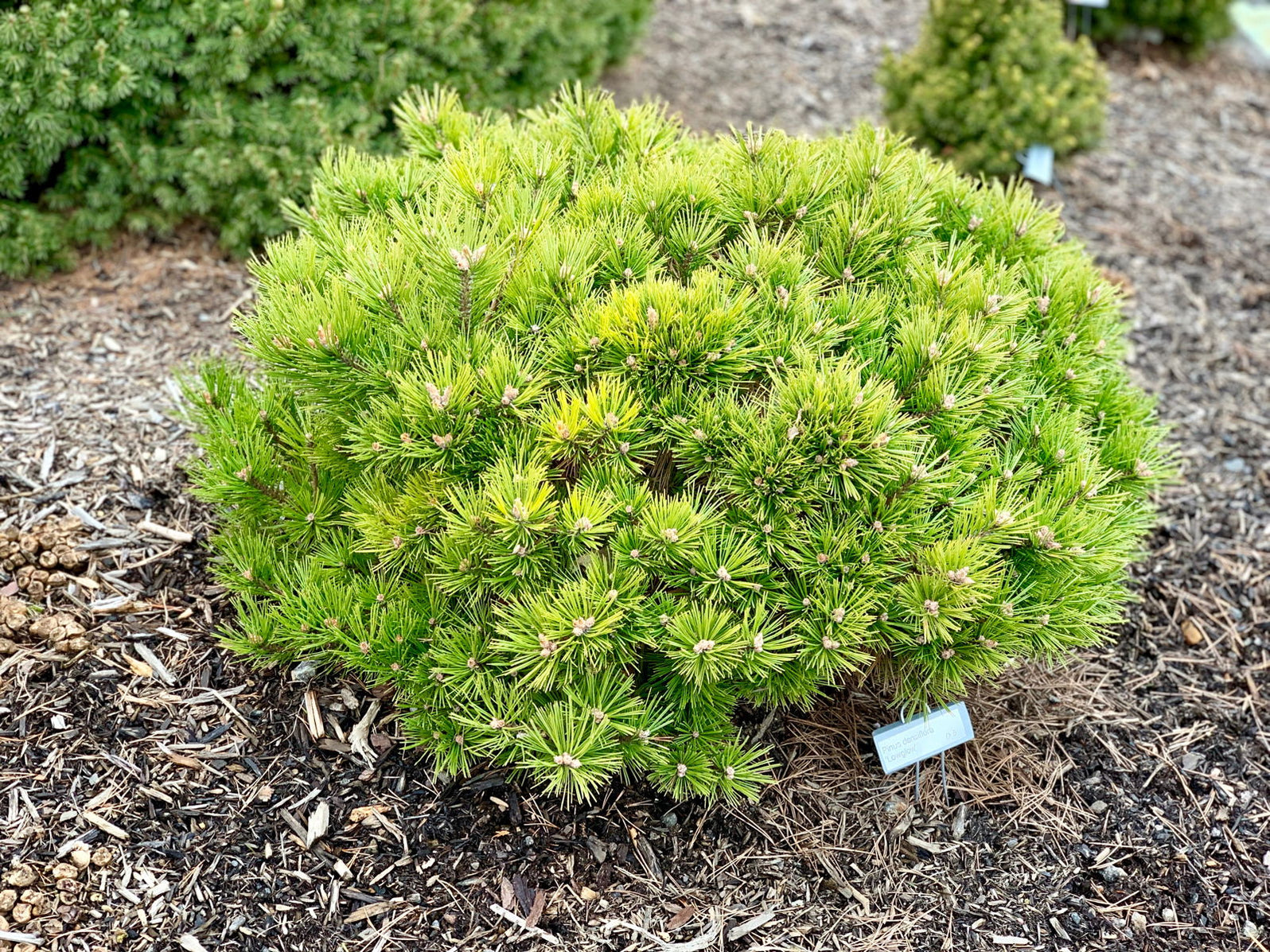 Buy Pinus densiflora 'Low Glow' Dwarf Japanese Red Pine Tree — Mr Maple ...