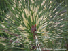 Pinus densiflora 'Oculus Draconis' Eye of the Dragon Variegated Japane ...