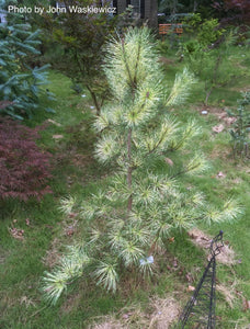 Pinus densiflora 'Oculus Draconis' Eye of the Dragon Variegated Japane ...