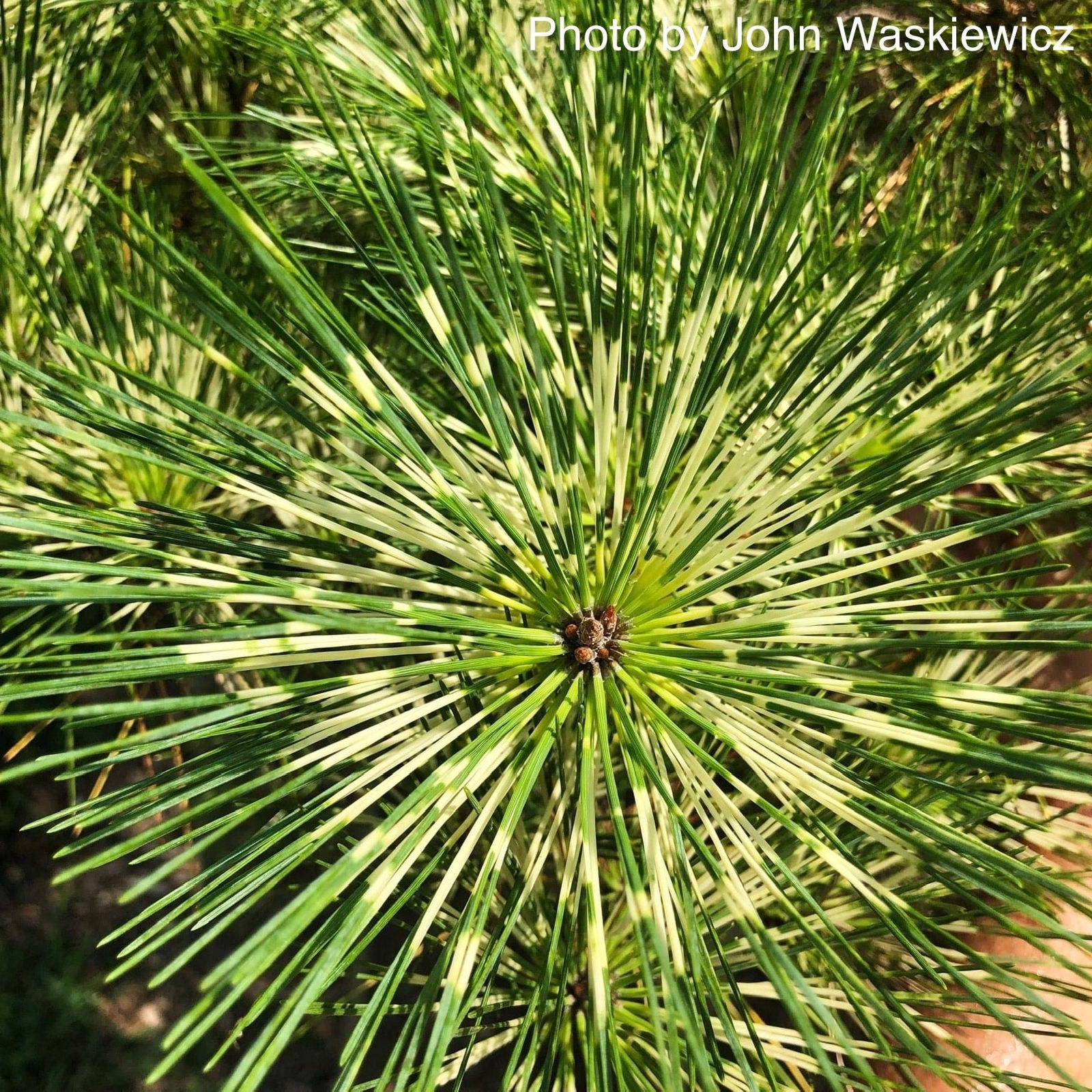 Pinus densiflora 'Oculus Draconis' Eye of the Dragon Variegated Japane ...