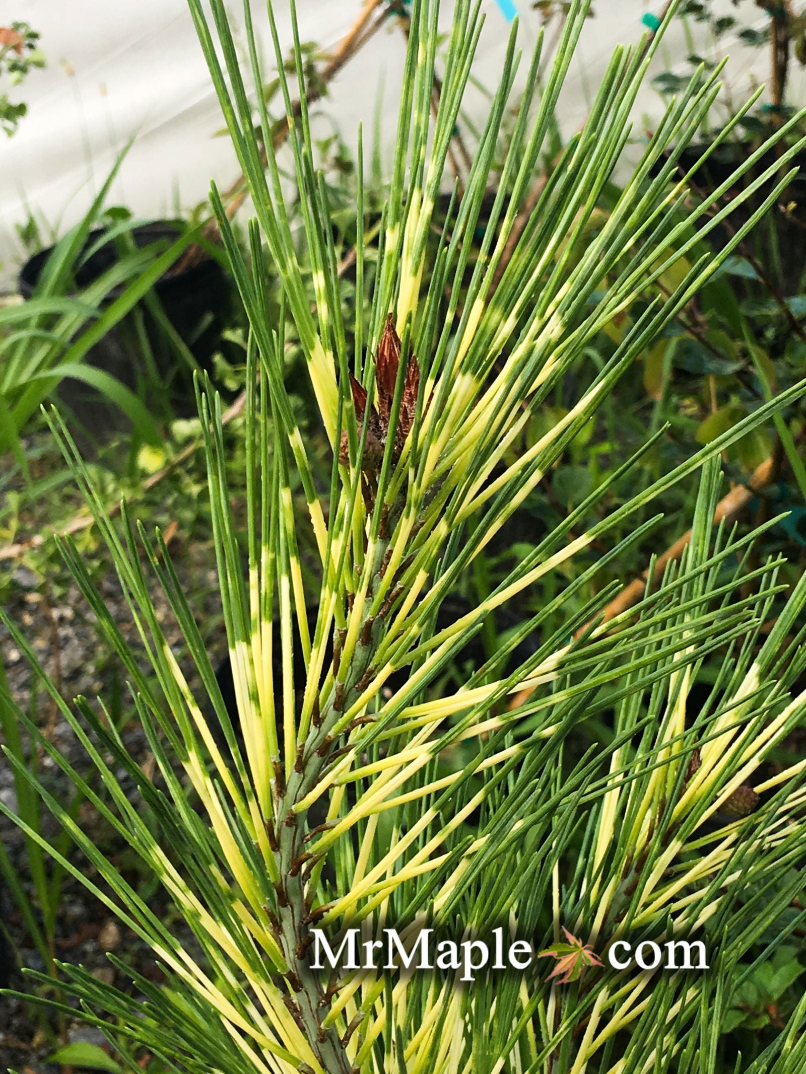 Pinus densiflora 'Oculus Draconis' Eye of the Dragon Variegated Japane ...