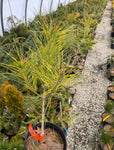 Pinus densiflora 'Oculus Draconis' Eye of the Dragon Variegated Japane ...