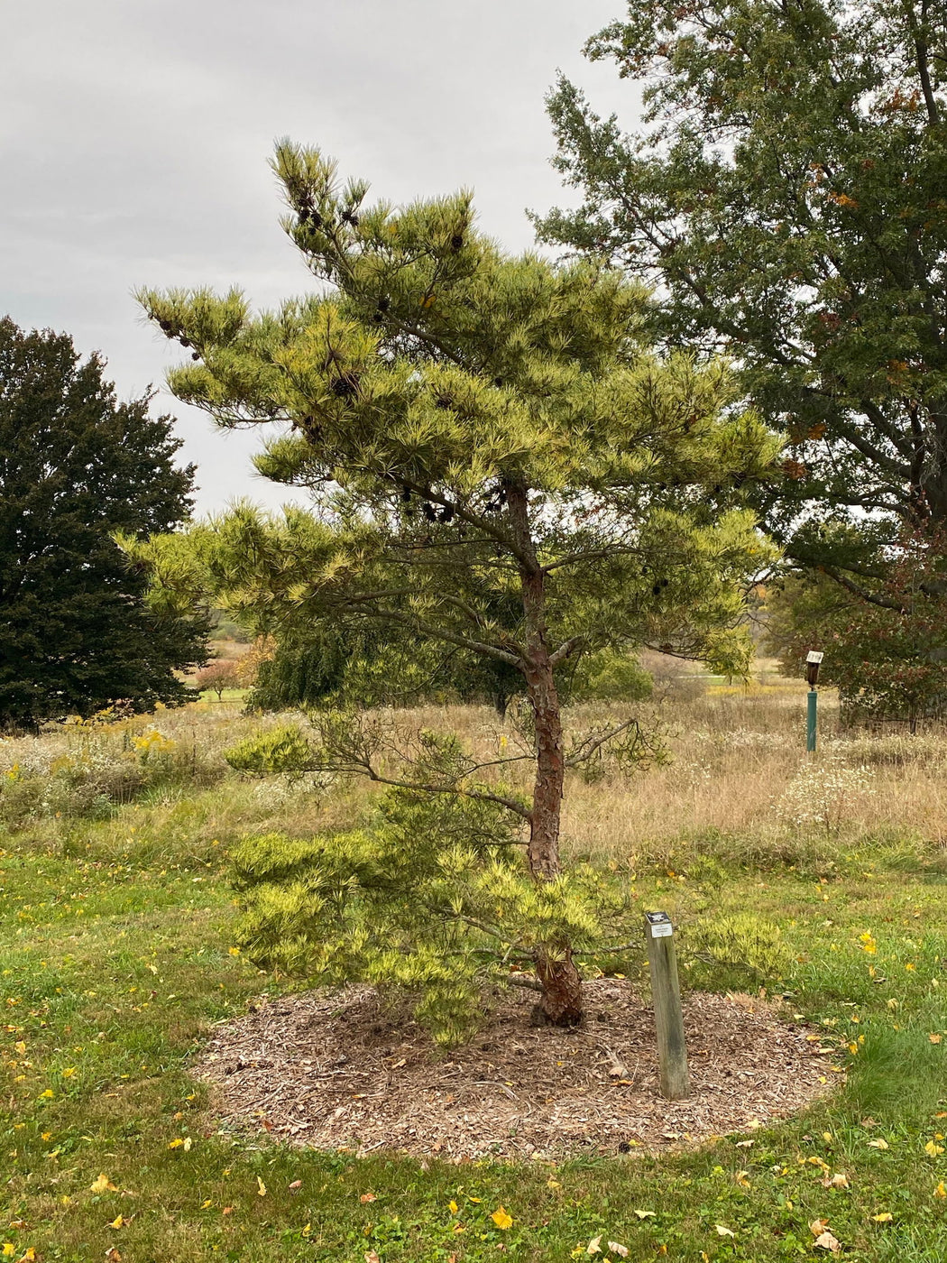 Pinus densiflora 'Oculus Draconis' Eye of the Dragon Variegated Japane ...