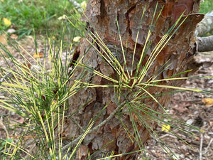 Pinus densiflora 'Oculus Draconis' Eye of the Dragon Variegated Japane ...