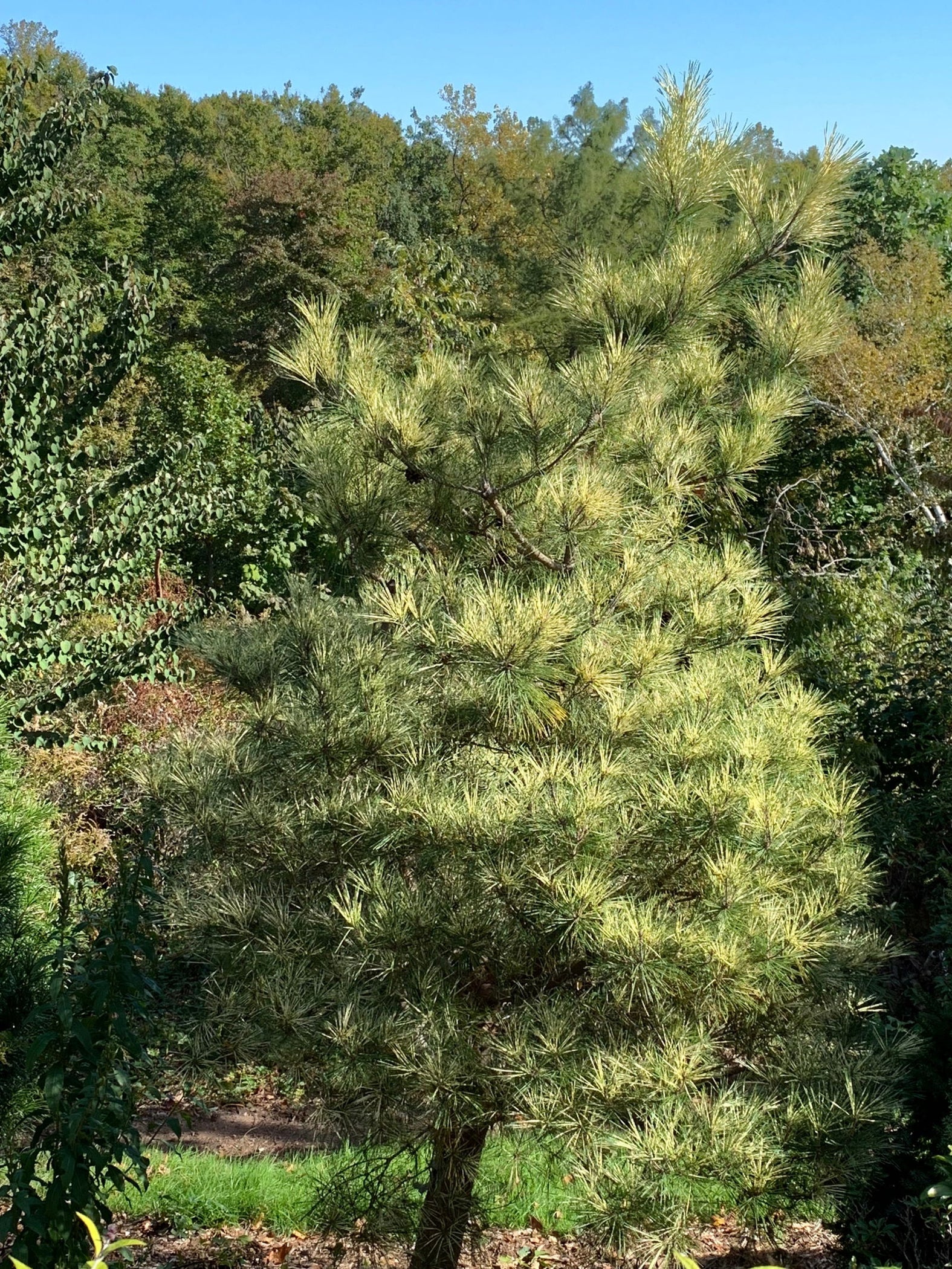 Pinus densiflora 'Oculus Draconis' Eye of the Dragon Variegated Japane ...