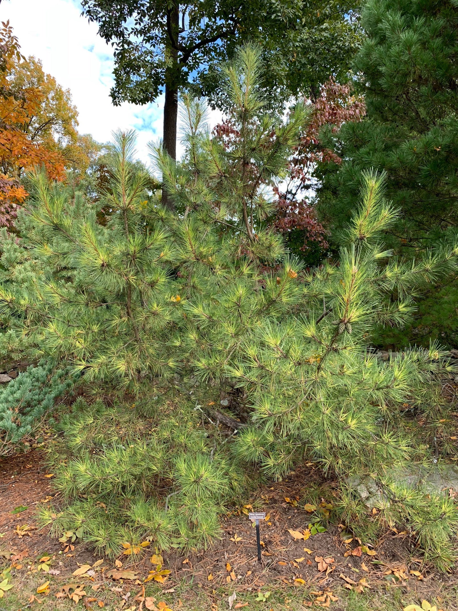 Pinus densiflora 'Oculus Draconis' Eye of the Dragon Variegated Japane ...