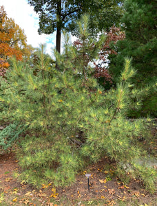Pinus densiflora 'Oculus Draconis' Eye of the Dragon Variegated Japane ...