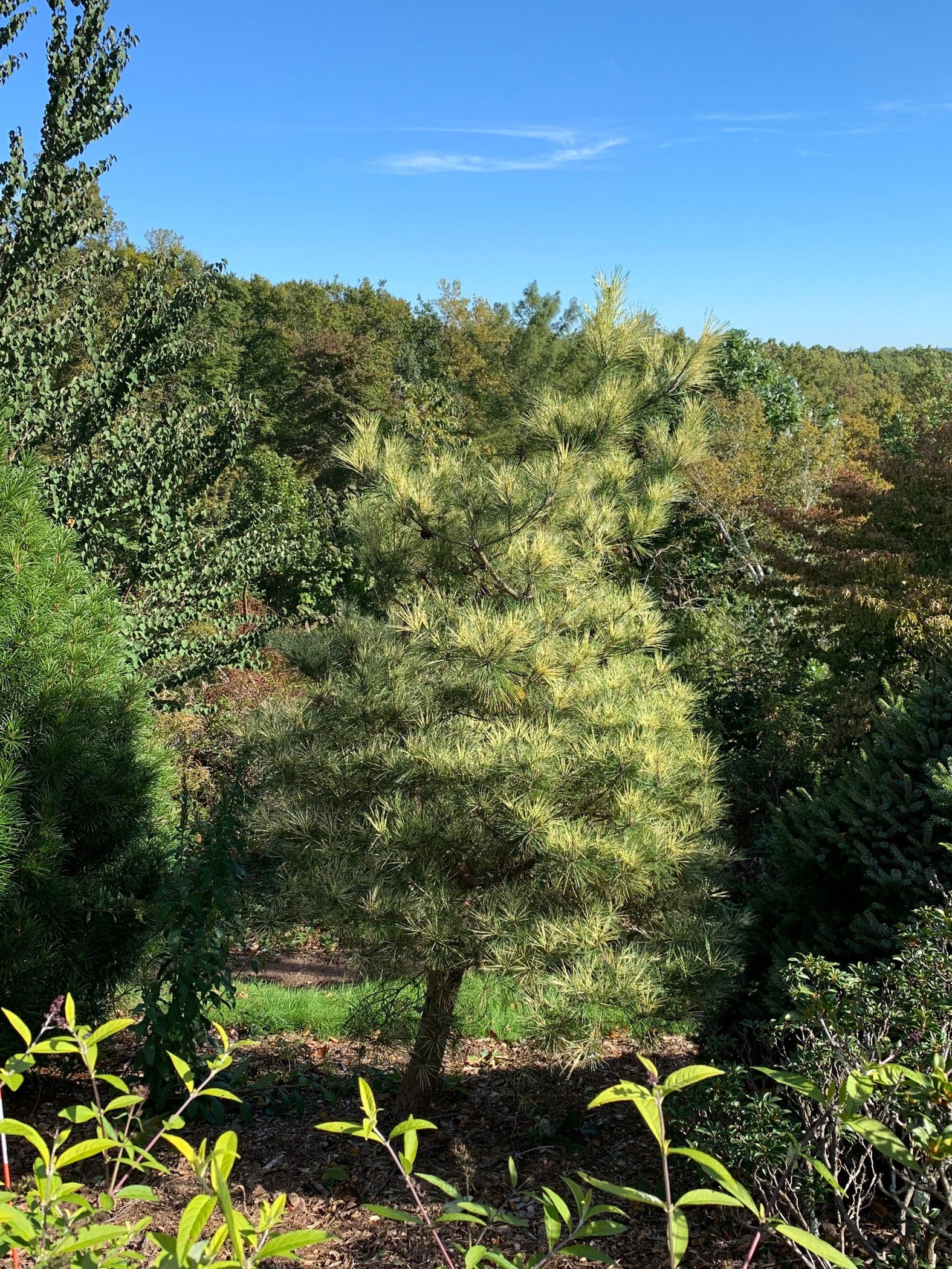 Pinus densiflora 'Oculus Draconis' Eye of the Dragon Variegated Japane ...