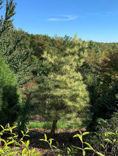 Pinus densiflora 'Oculus Draconis' Eye of the Dragon Variegated Japane ...
