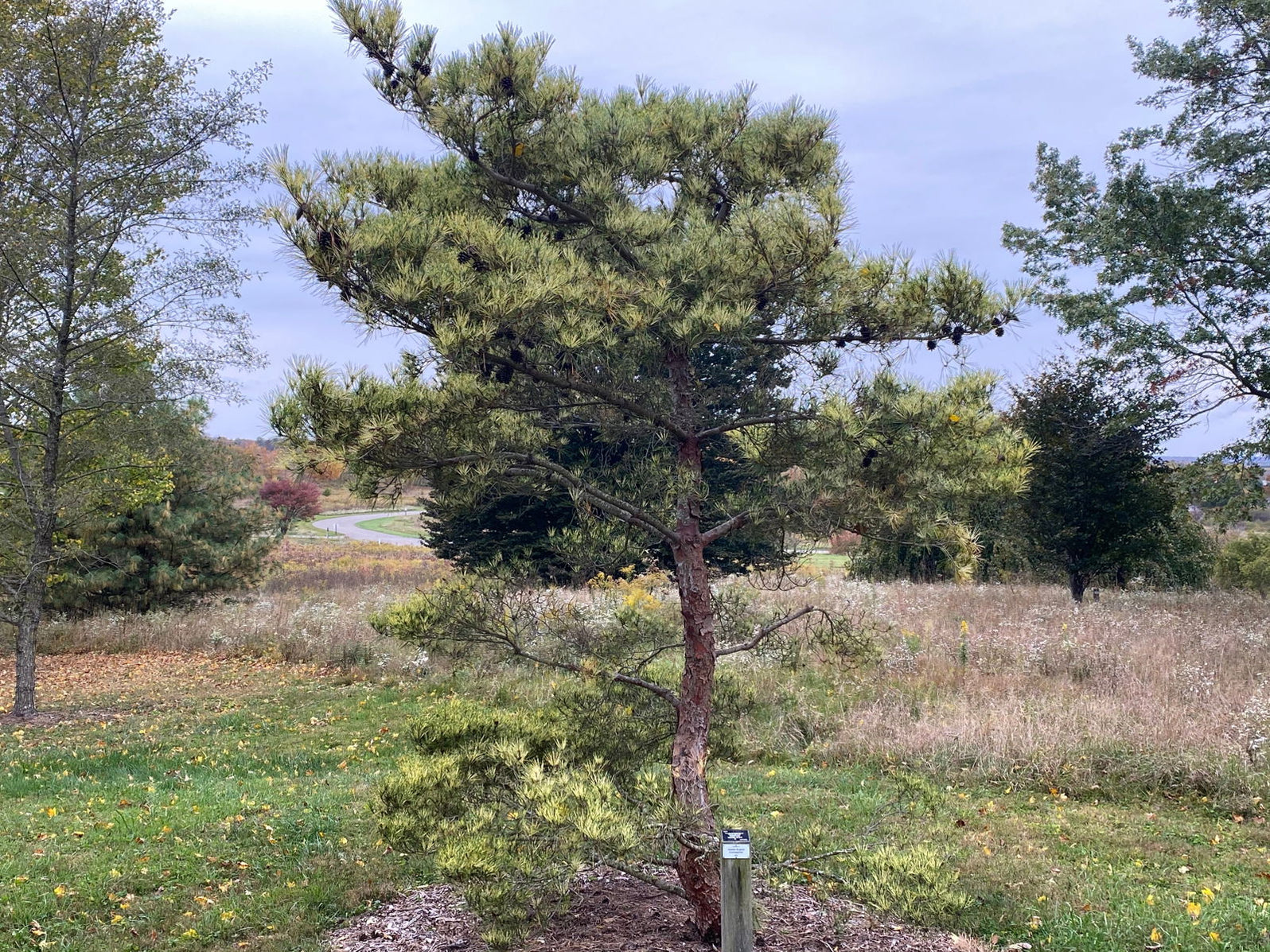 Pinus densiflora 'Oculus Draconis' Eye of the Dragon Variegated Japane ...
